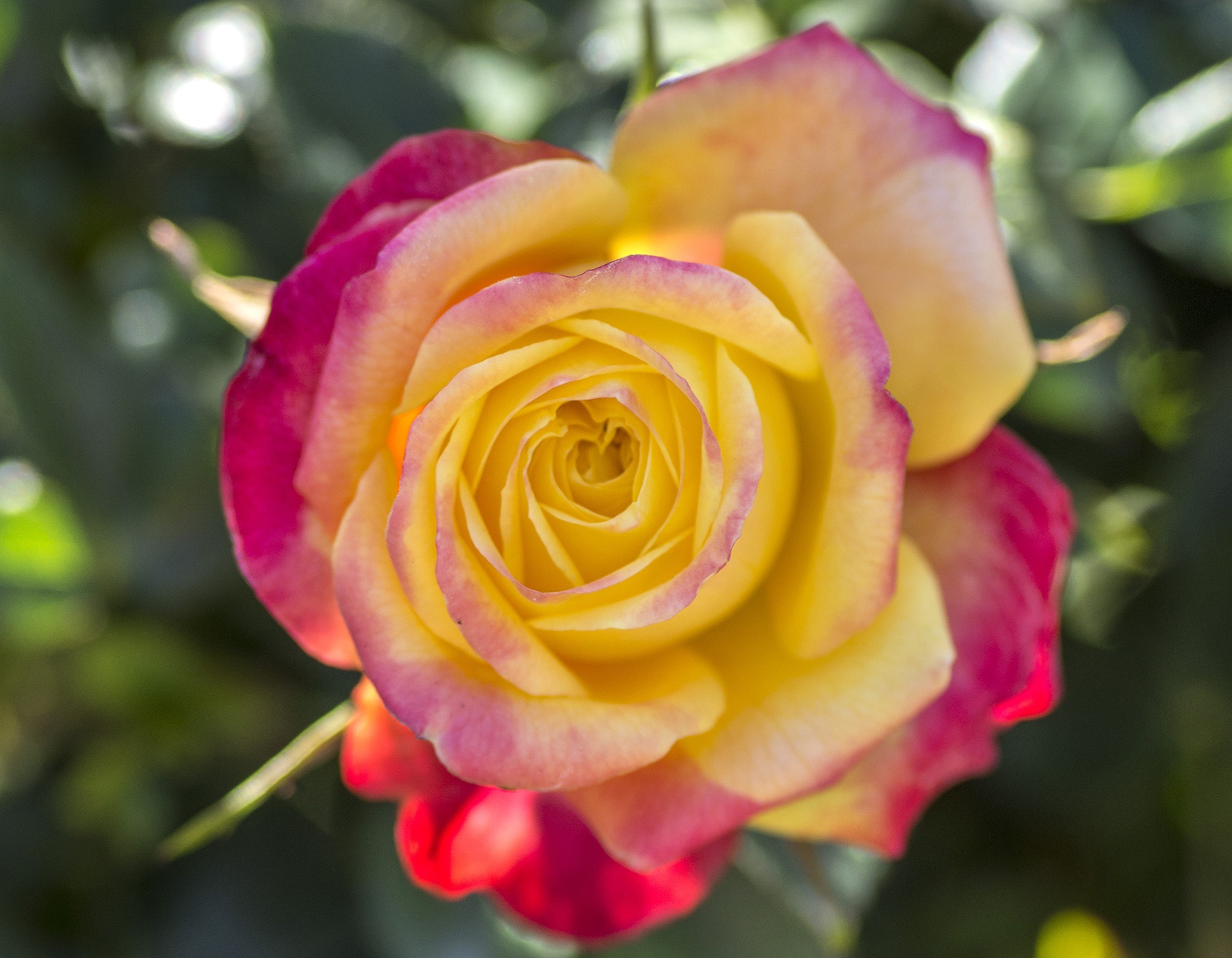 Sunblaze® Rainbow | Bloomables