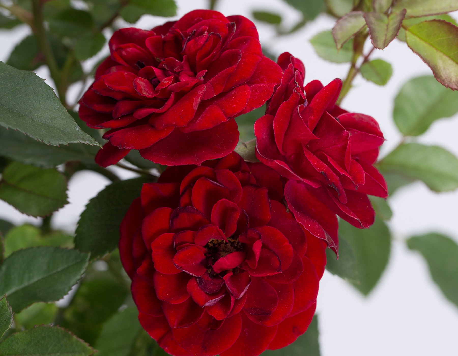 Sunblaze® Red | Bloomables