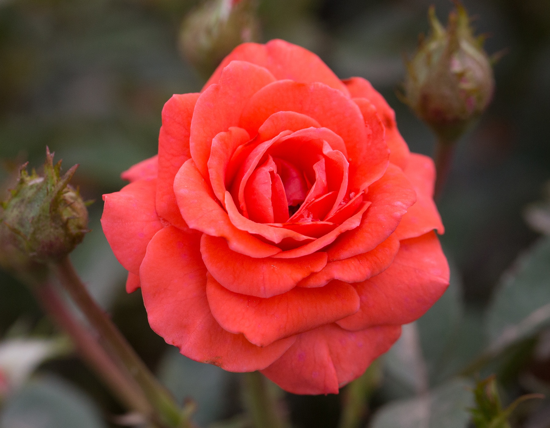 Sunblaze® Salmon | Bloomables