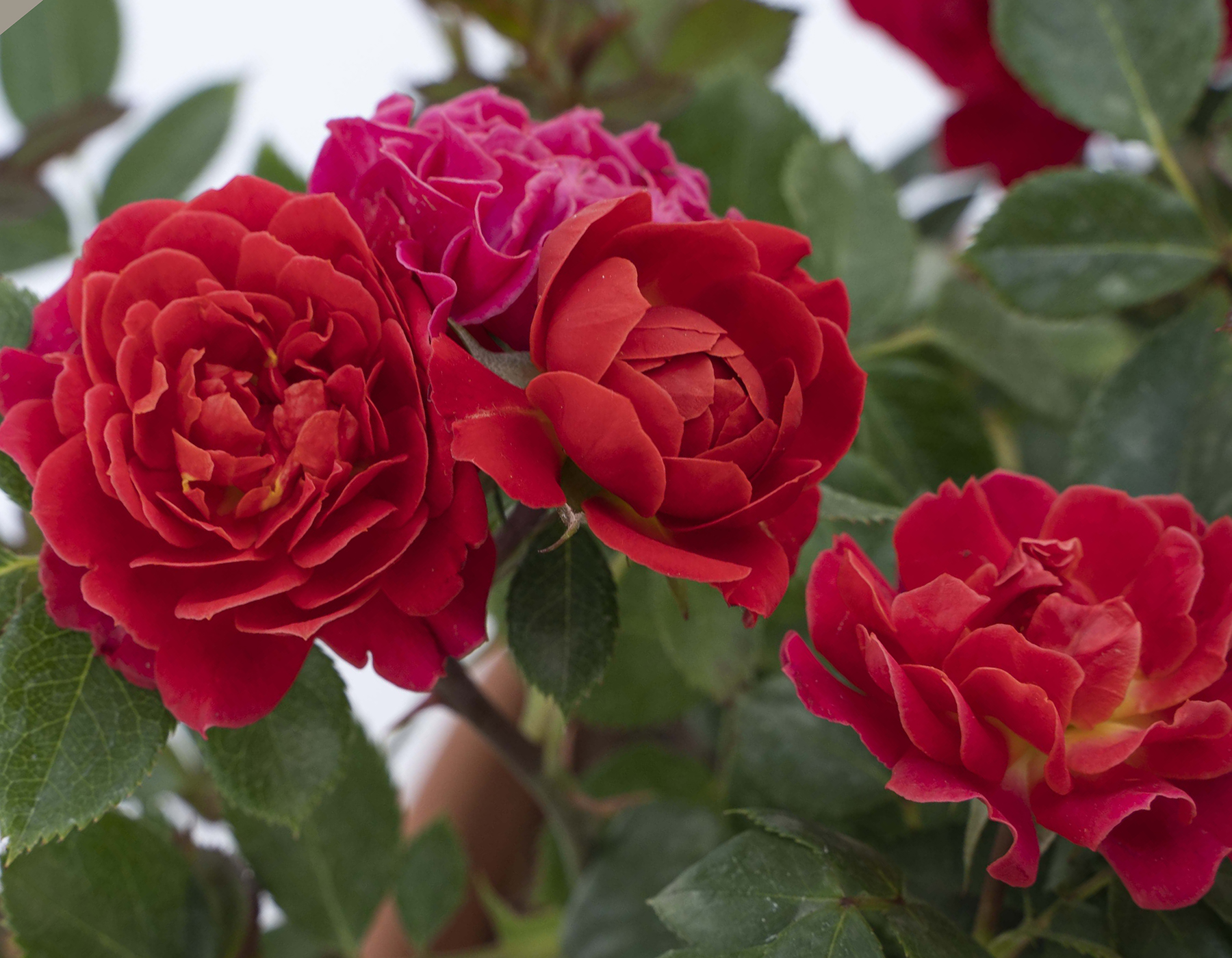 Sunblaze® Watermelon | Bloomables