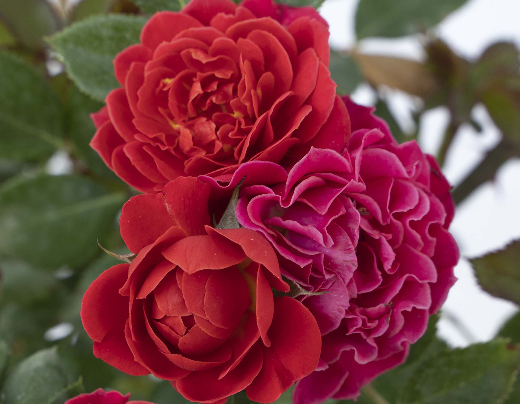 Sunblaze® Watermelon | Bloomables