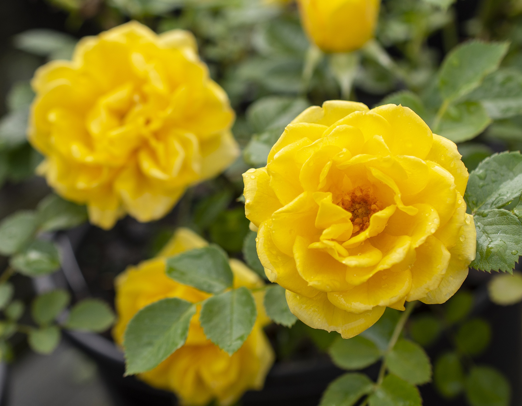 Sunblaze® Yellow | Bloomables