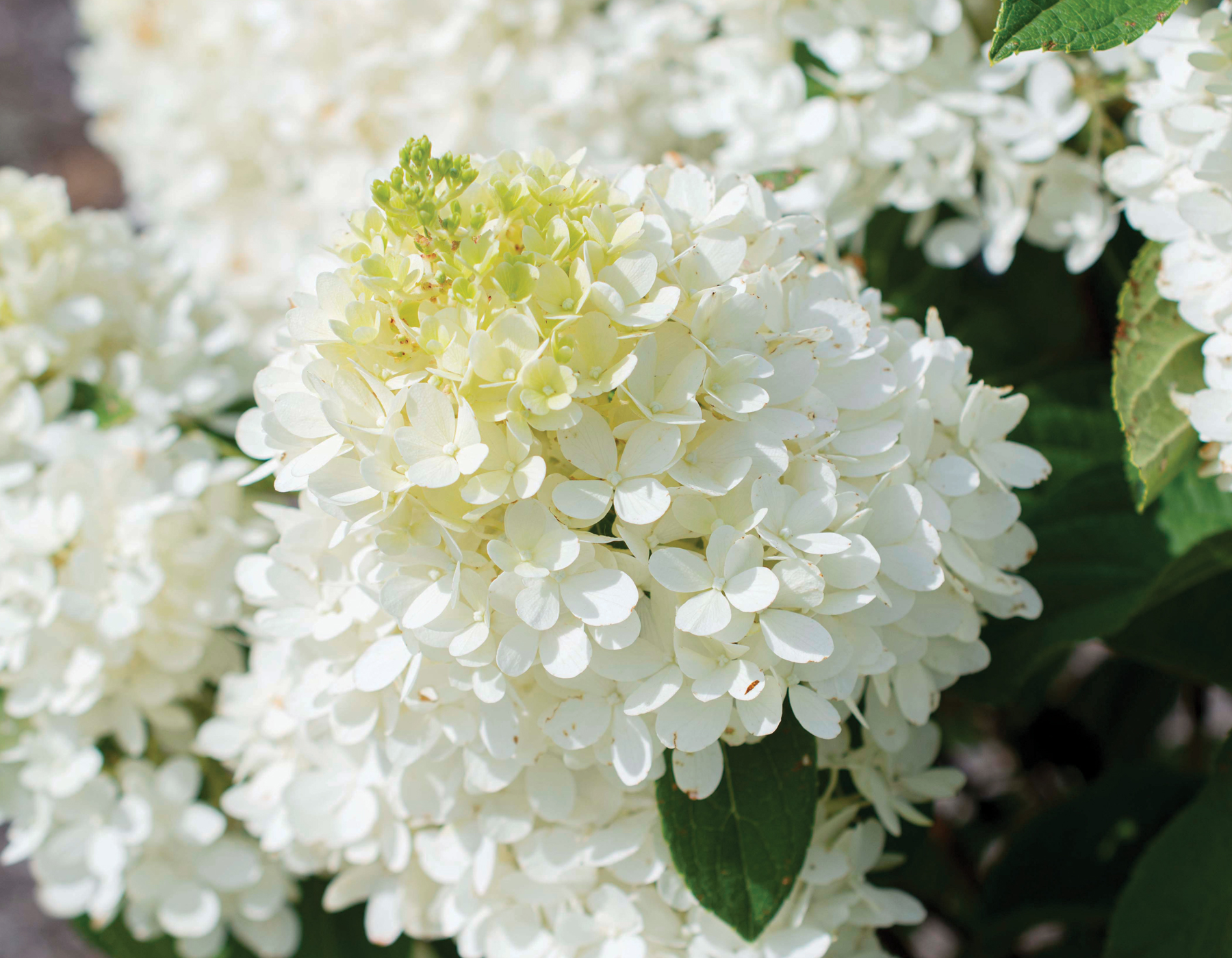 Sweet Starlight™ Hydrangea | Bloomables