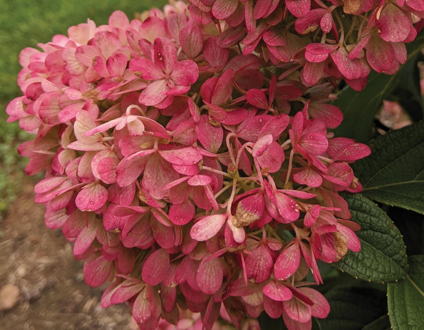 Sweet Starlight™ Hydrangea | Bloomables