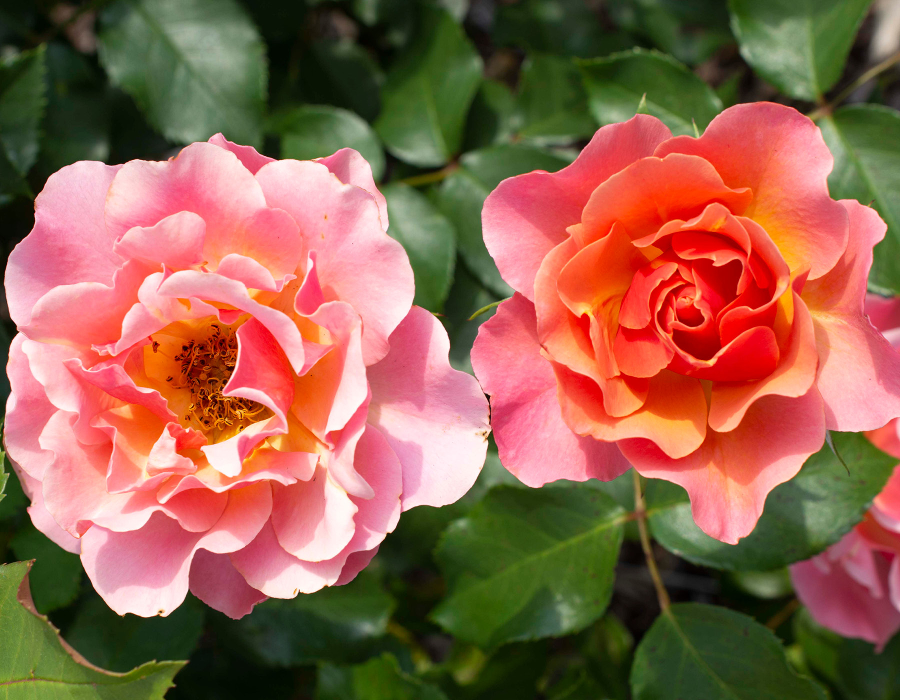 Tequila® Supreme | Bloomables