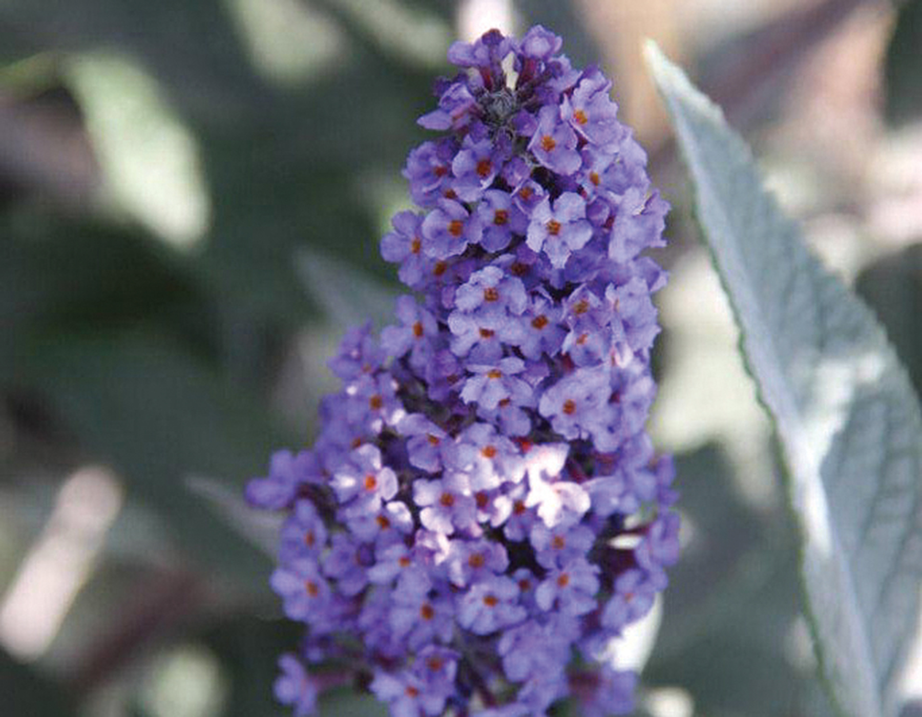 True Blue™ Buddleia | Bloomables