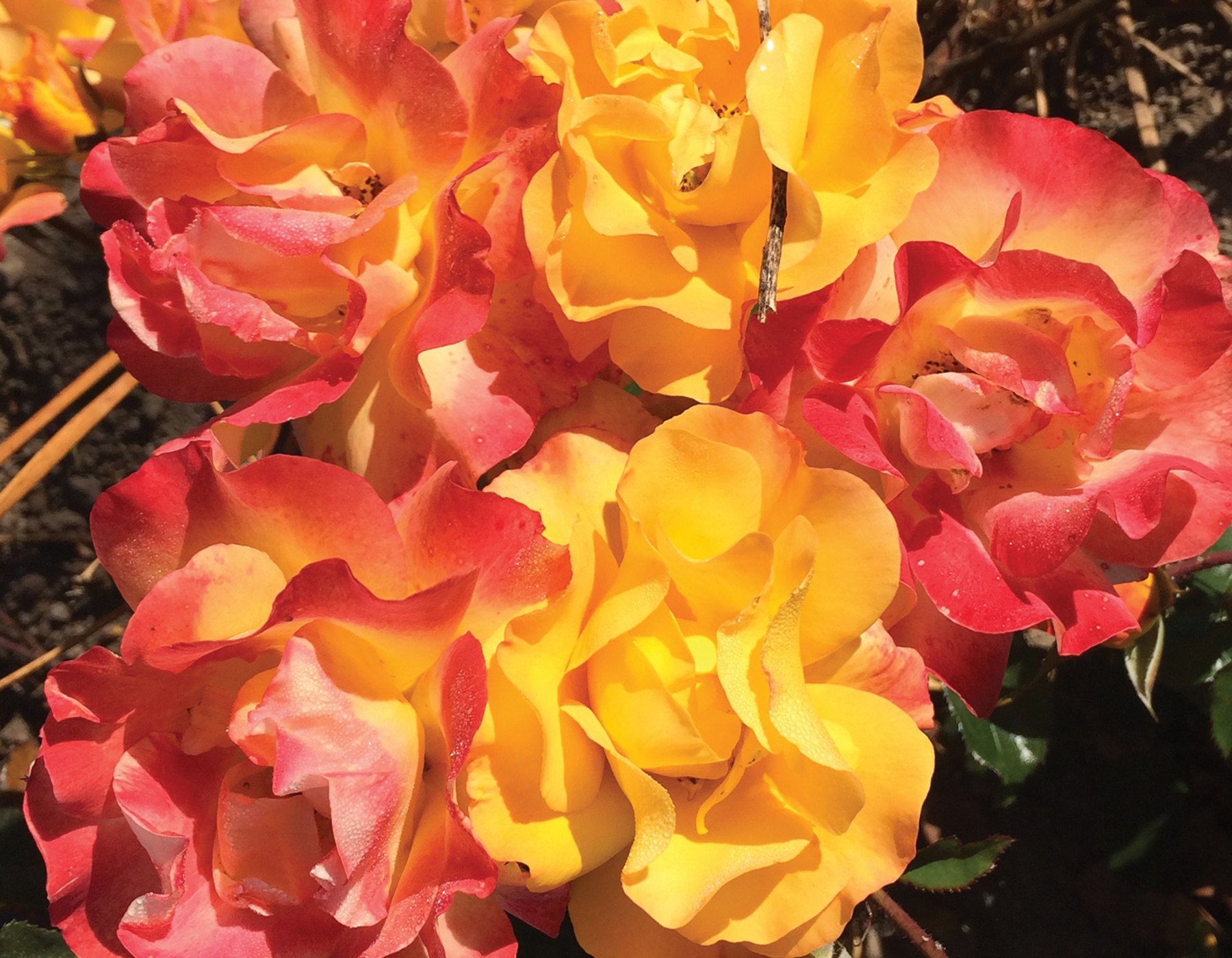 Veranda® Fiesta | Bloomables