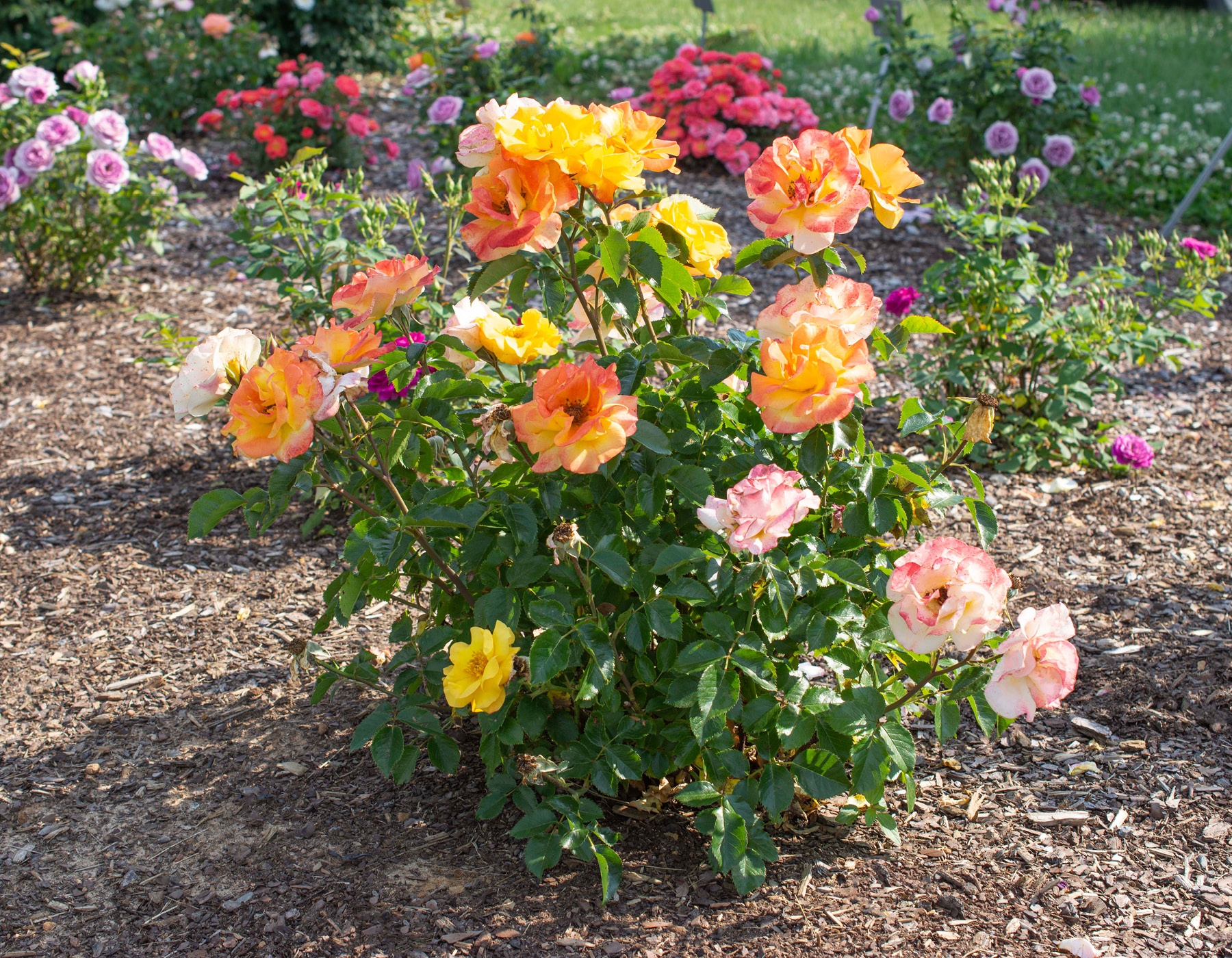 Veranda® Fiesta | Bloomables