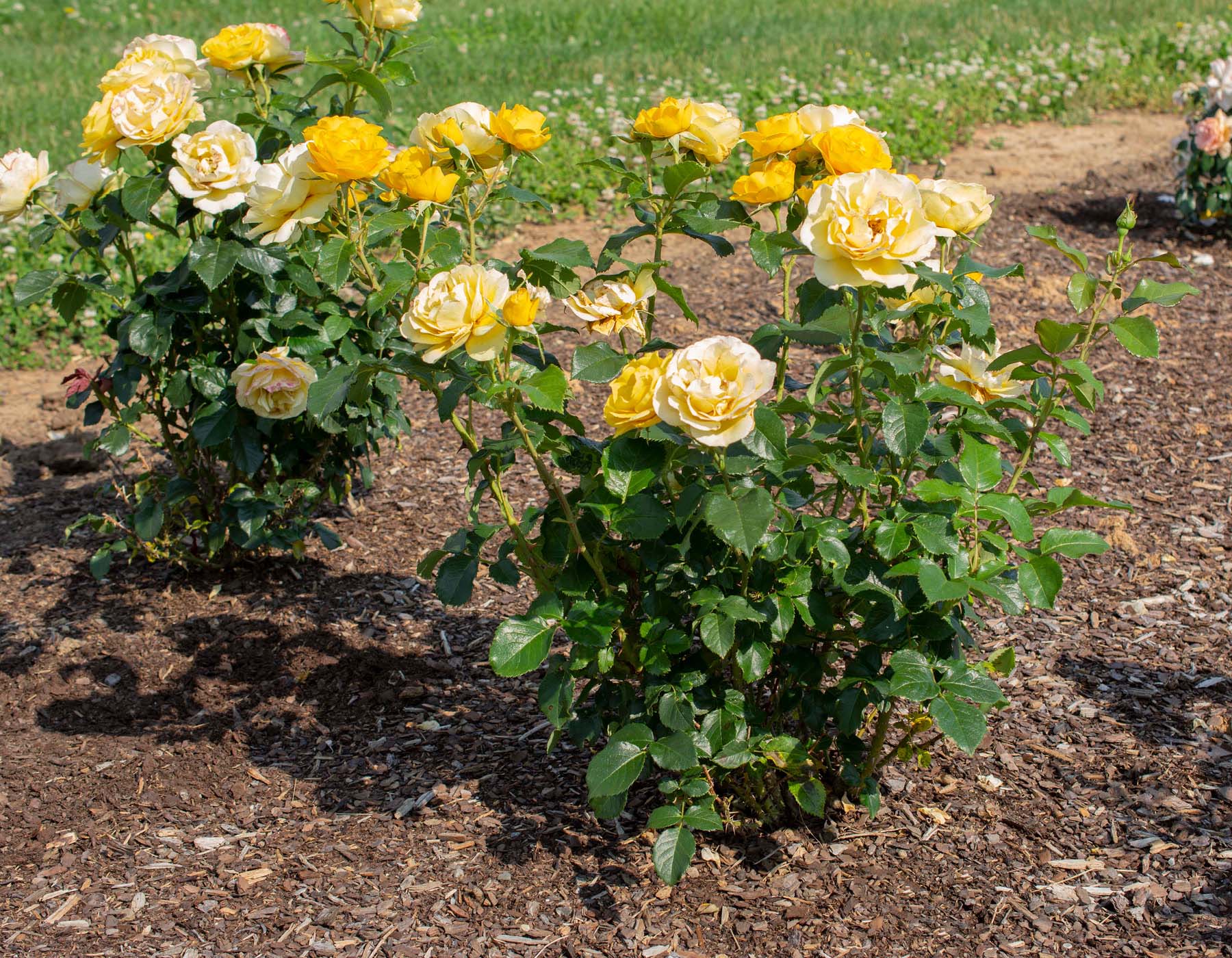 Veranda® Sunbeam™ | Bloomables