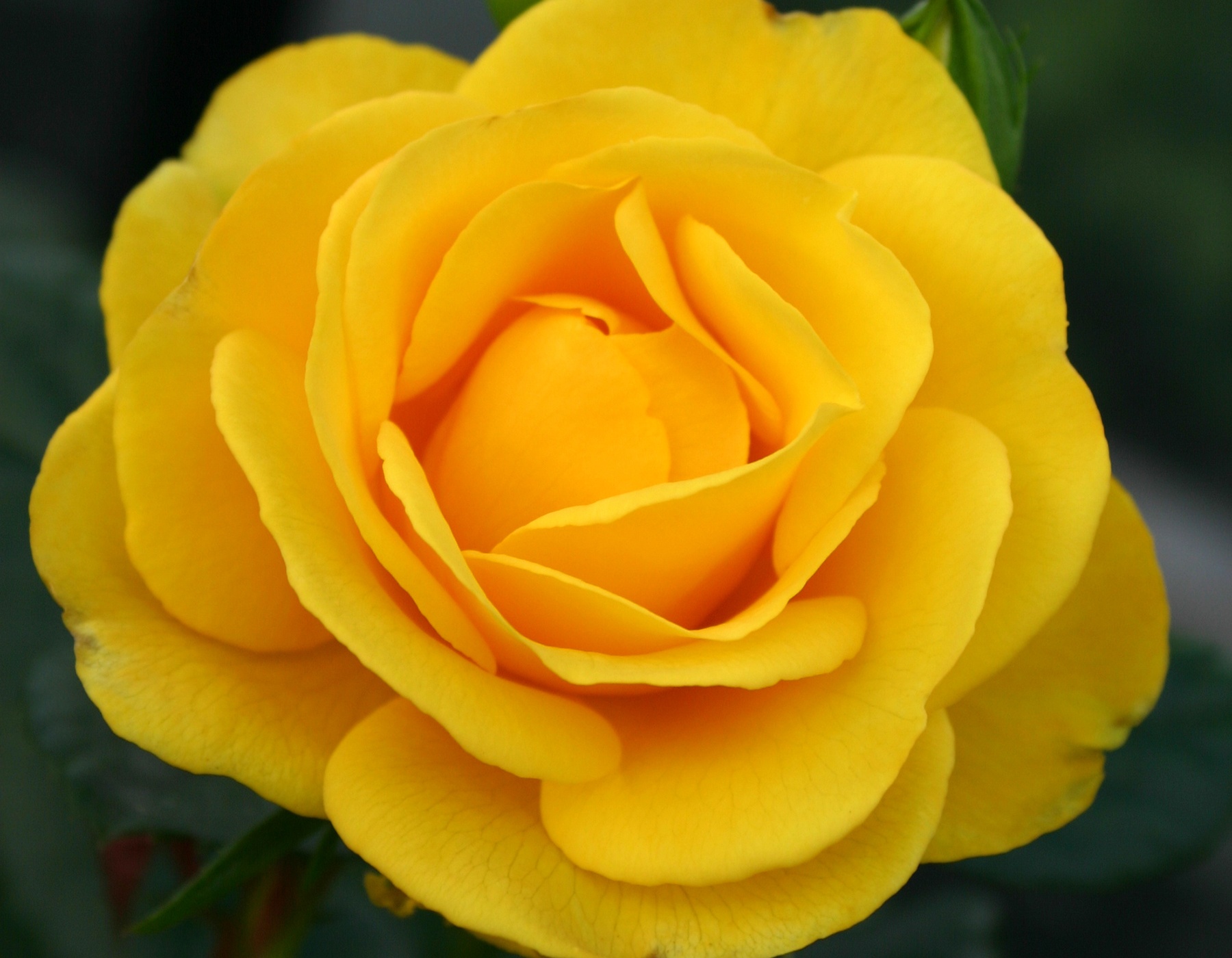 Veranda® Sunbeam™ | Bloomables