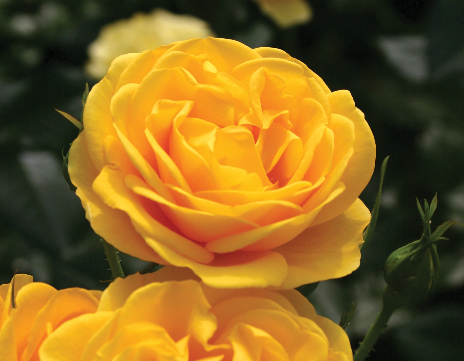 Veranda® Sunbeam™ | Bloomables