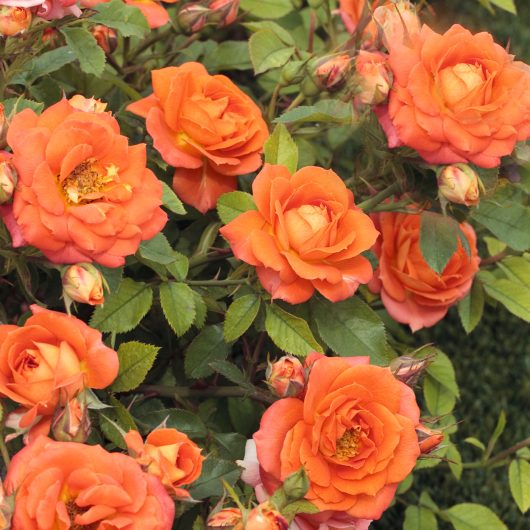 Sunblaze® Amber | Bloomables