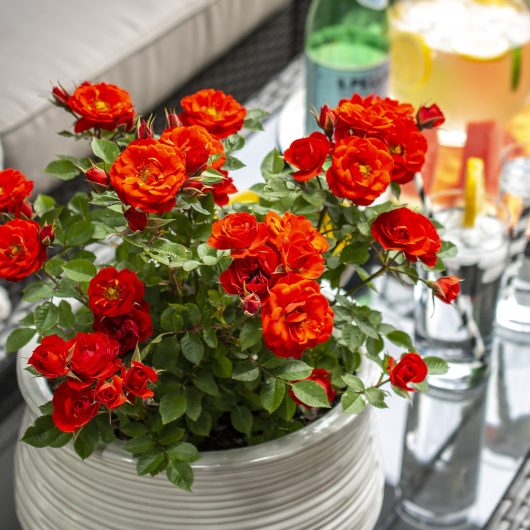 Sunblaze® Autumn | Bloomables