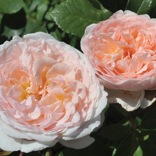 Parfuma® Bliss | Bloomables