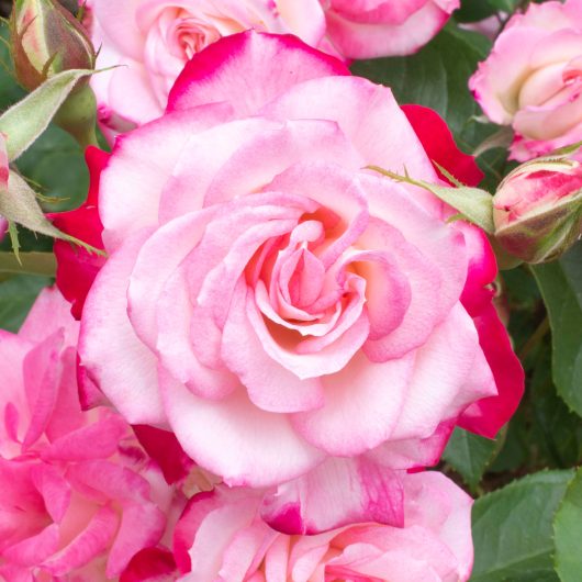 Candy Cane Cocktail™ | Bloomables