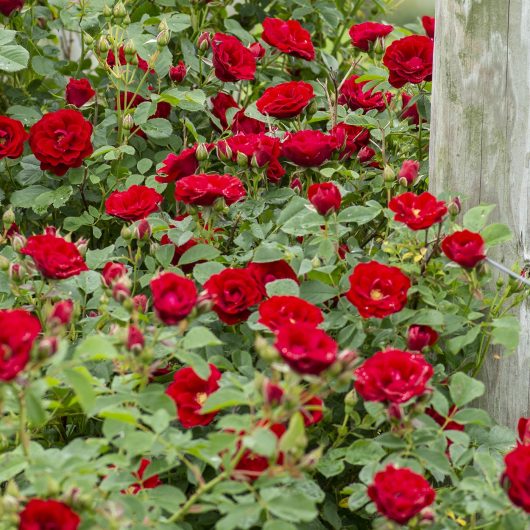 Cherry Frost™ | Bloomables