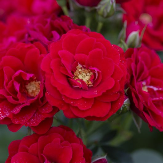 Cherry Frost™ | Bloomables