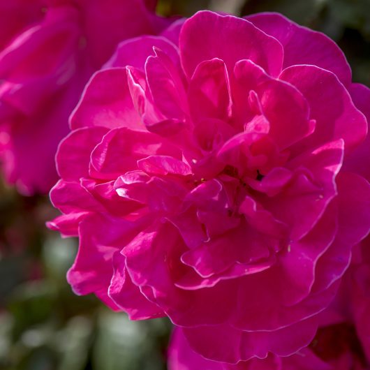 Highwire Flyer™ | Bloomables