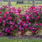 Highwire Flyer™ | Bloomables