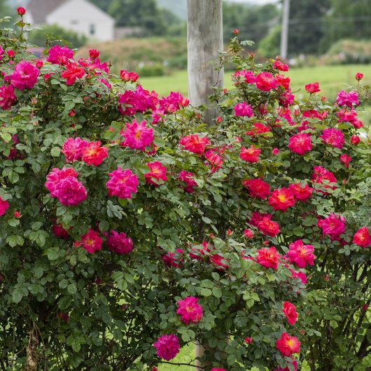 Highwire Flyer™ | Bloomables