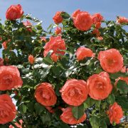 Roses | Page 6 of 12 | Bloomables