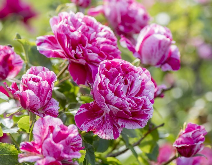 Raspberry Cream Twirl™ | Bloomables