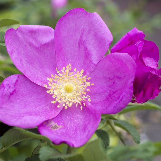 Raspberry Rugostar® | Bloomables