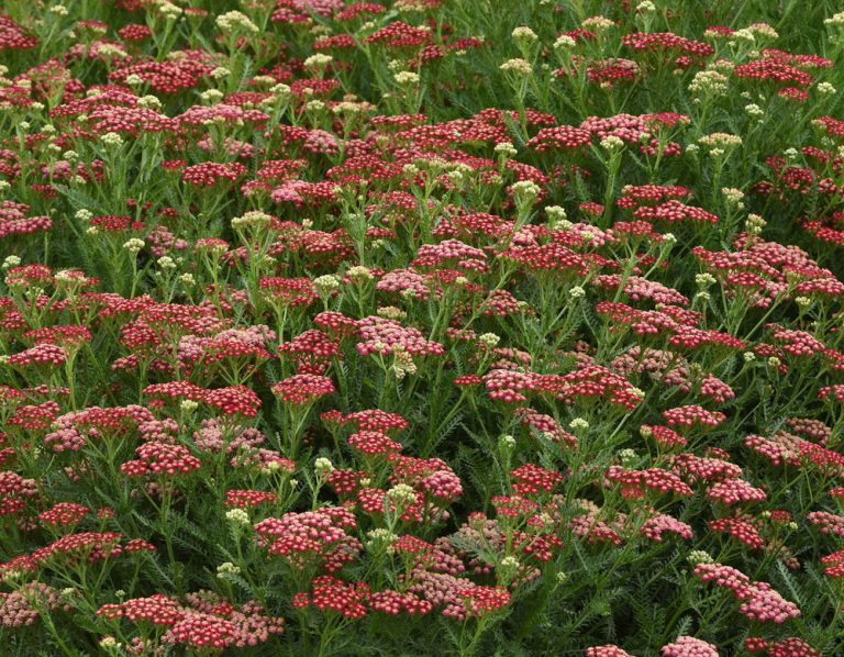 New Vintage™ Red Achillea | Bloomables