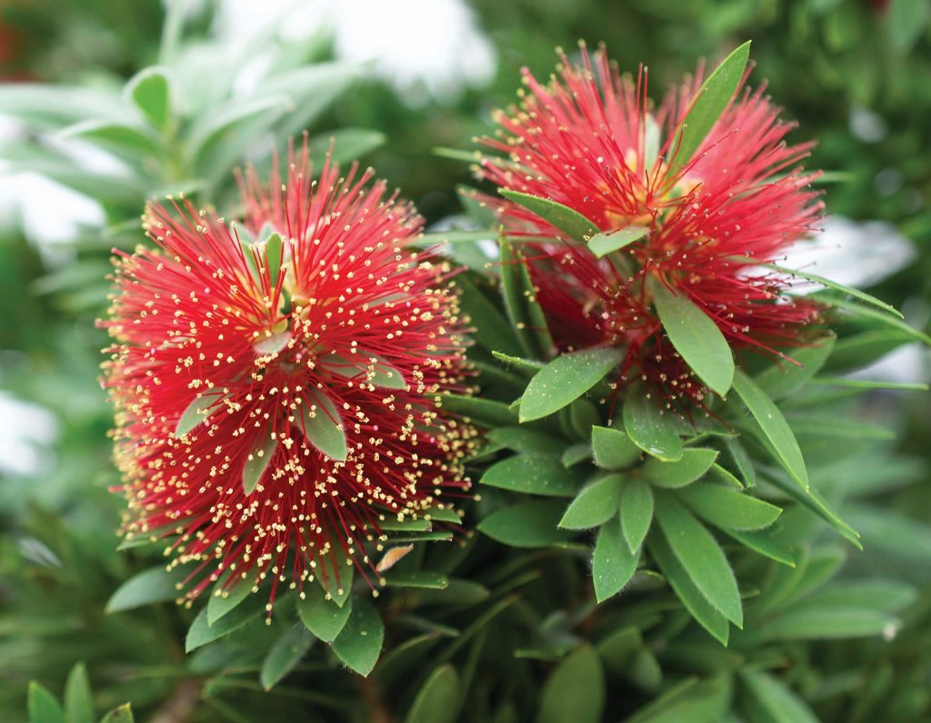 Dragon Fire® Callistemon | Bloomables
