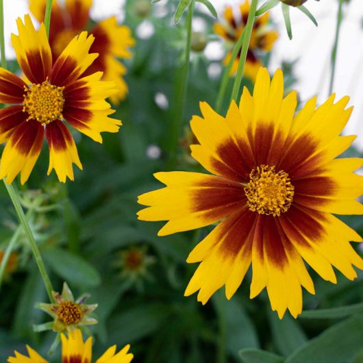 UpTick™ Gold & Bronze Coreopsis | Bloomables