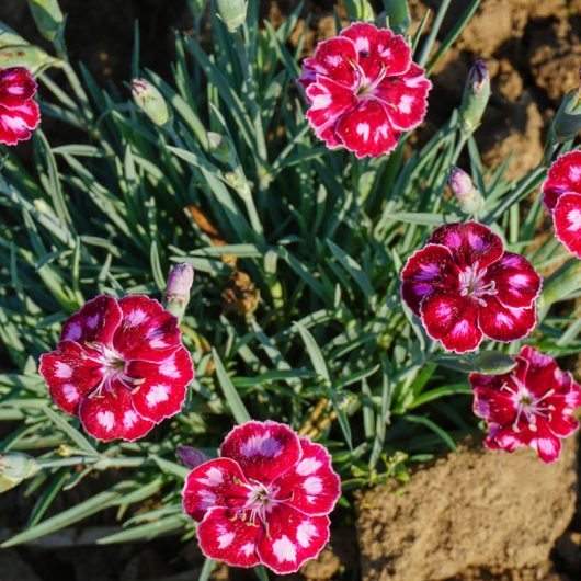 Mountain Frost™ Ruby Glitter Dianthus | Bloomables