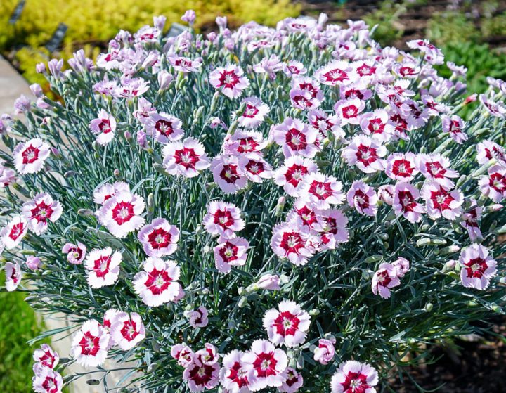 Mountain Frost™ Ruby Snow Dianthus | Bloomables