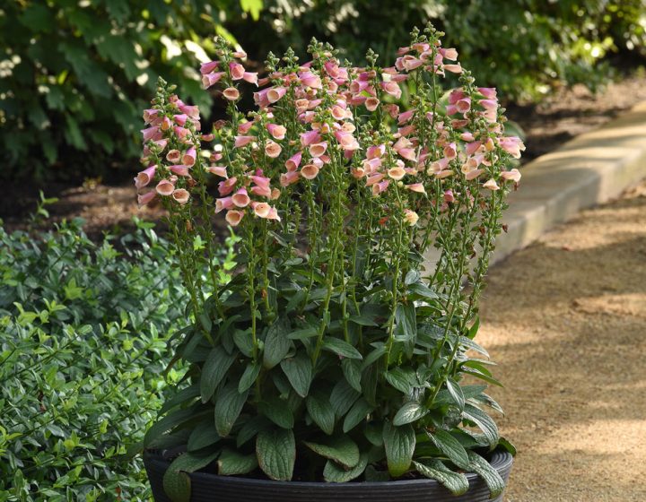 Arctic Fox™ Rose Digitalis | Bloomables