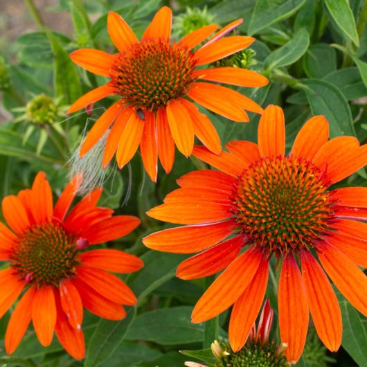 Sombrero® Adobe Orange Echinacea | Bloomables