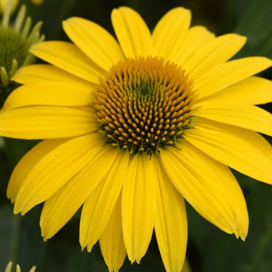 Sombrero® Lemon Yellow Echinacea | Bloomables