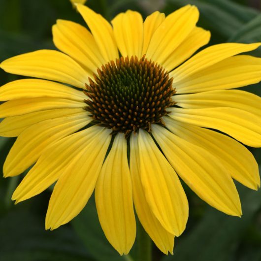 Sombrero® Summer Solstice Echinacea | Bloomables