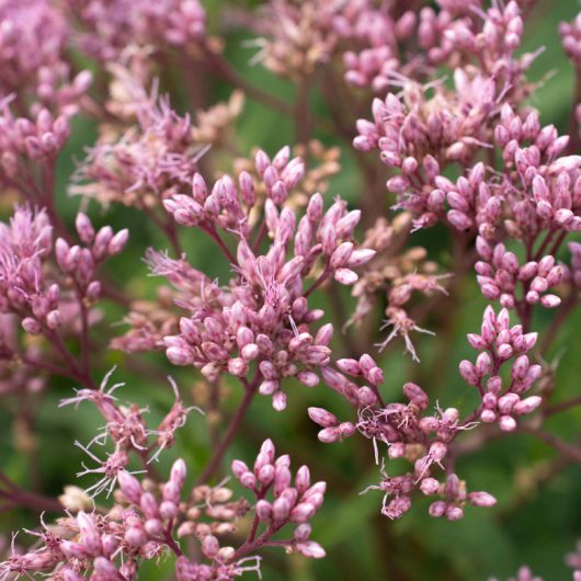 Euphoria™ Ruby Eupatorium | Bloomables