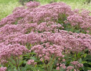 Euphoria™ Ruby Eupatorium | Bloomables
