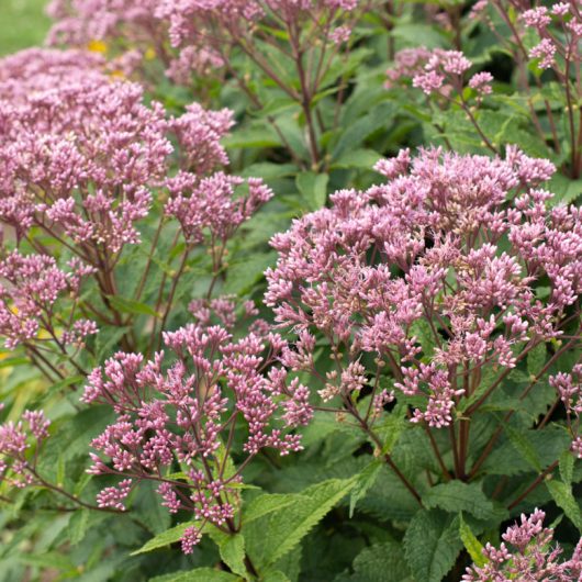 Euphoria™ Ruby Eupatorium | Bloomables