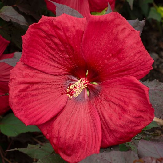 Head Over Heels® Desire™ Hibiscus | Bloomables