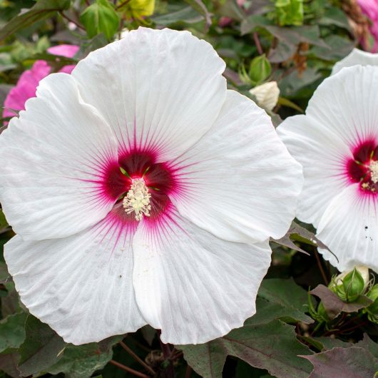 Head Over Heels® Dream™ Hibiscus | Bloomables