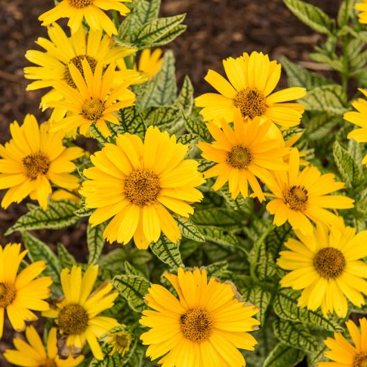 Heliopsis 'Sunstruck' | Bloomables