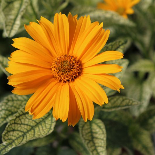 Heliopsis 'Sunstruck' | Bloomables
