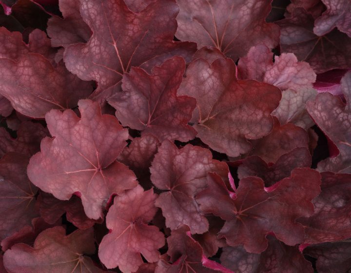 Heuchera 'Carnival Burgundy Blast' | Bloomables