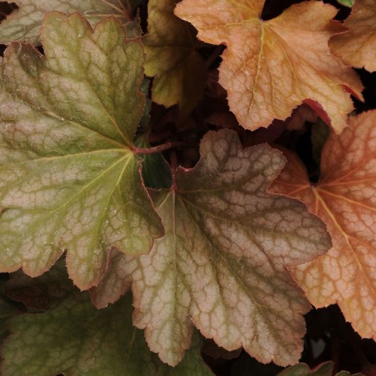 Heuchera 'Carnival Watermelon' | Bloomables
