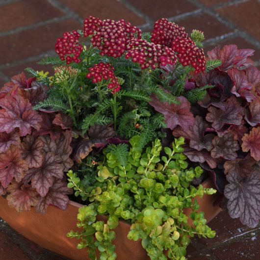 Heuchera 'Carnival Watermelon' | Bloomables