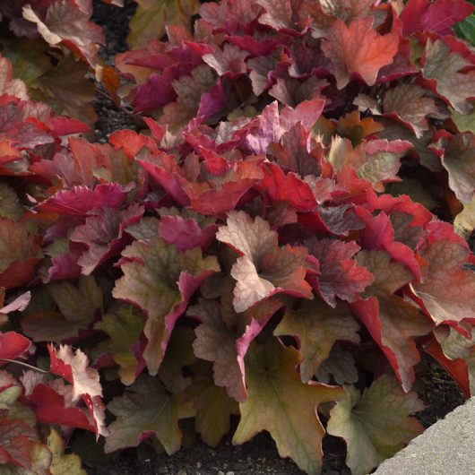 Heuchera 'Carnival Watermelon' | Bloomables