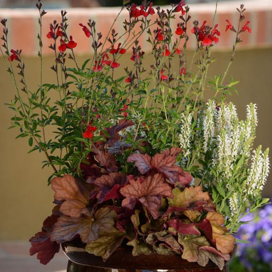 Heuchera 'Carnival Watermelon' | Bloomables