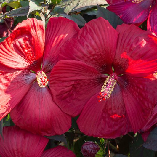 Head Over Heels® Desire™ Hibiscus | Bloomables