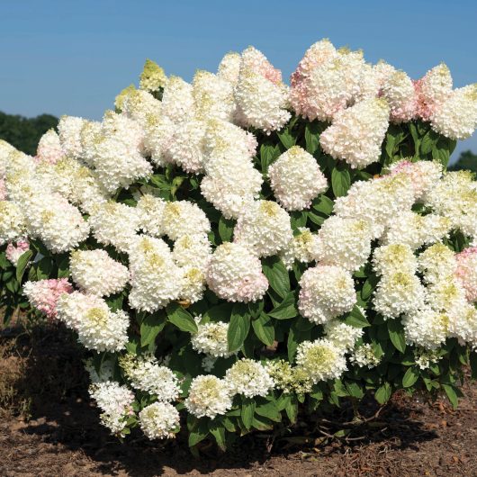 Sweet Starlight™ Hydrangea | Bloomables